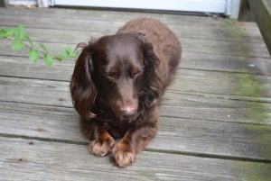 Dog Scraped Nose - Must Read Before Its Too Late