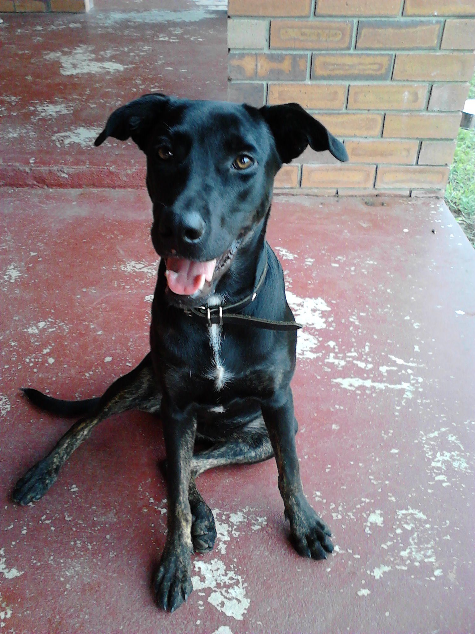 Lab Kelpie Mix - Comprehensive Info - All You Need To Know