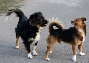 Can You Breed Father and Daughter Dogs - All You Need To Know