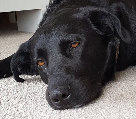 Lab Kelpie Mix - Comprehensive Info - All You Need To Know