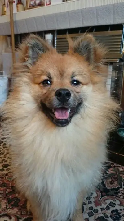 Throwback Pomeranian - All You Need to Know