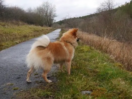 Throwback Pomeranian - All You Need to Know