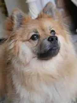 Throwback Pomeranian - All You Need to Know