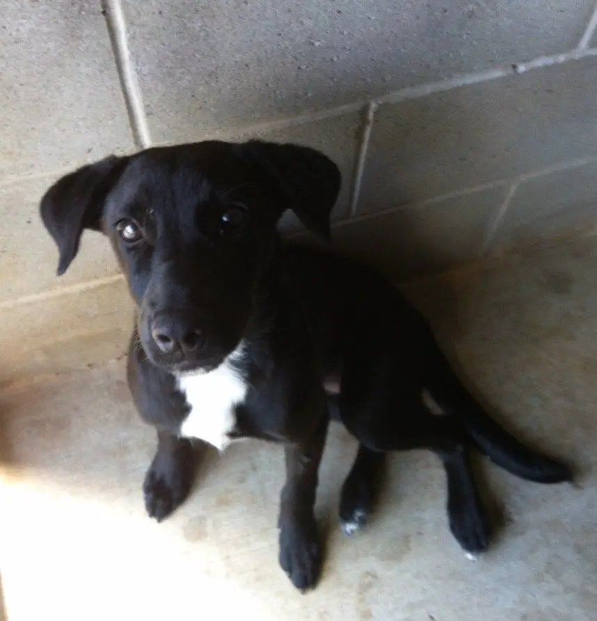 Lab Kelpie Mix - Comprehensive Info - All You Need To Know