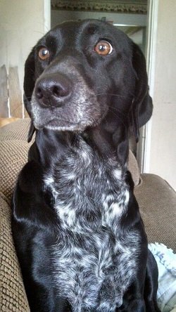 Blue Tick Hound Lab Mix - LABBE - Most Comprehensive Information