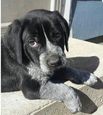 Blue Tick Hound Lab Mix - LABBE - Most Comprehensive Information