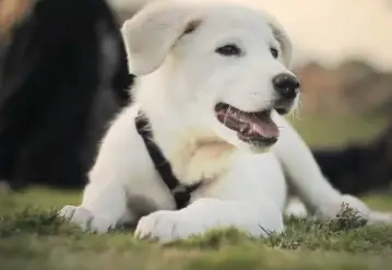 Great Pyrenees Lab Mix - All You Need To Know