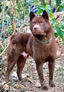 Hmong Dog Complete Information All You Need To Know