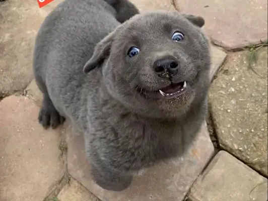 Hmong Dog Complete Information All You Need To Know