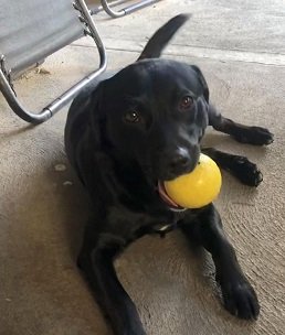 Complete Guide: Jack Russel Lab Mix (Jackador) - All the Information