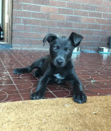 Lab Kelpie Mix - Comprehensive Info - All You Need To Know