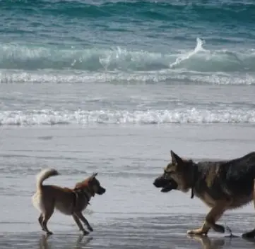 Pomeranian Lab Mix - Complete Information About Pomador