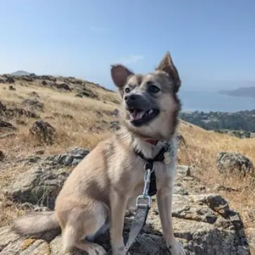 Pomeranian Lab Mix - Complete Information About Pomador