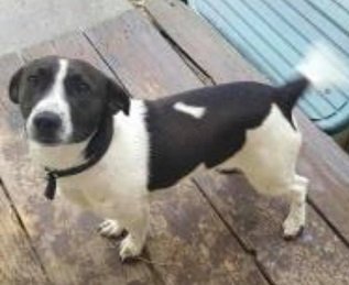 Complete Guide: Jack Russel Lab Mix (Jackador) - All the Information