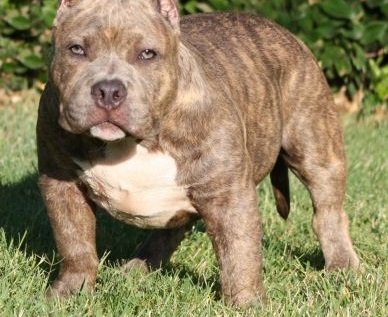 Tri Color PitBull - All You Need To Know