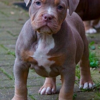 Tri Color PitBull - All You Need To Know