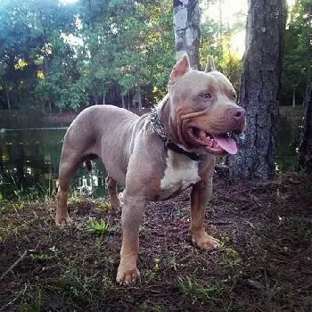Tri Color PitBull - All You Need To Know