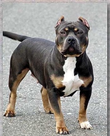 Tri Color PitBull - All You Need To Know