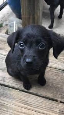 Chihuahua Lab Mix - All You Need To Know