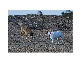 Dog vs Wolf: Are they similar? - 12 Major Differences between Both