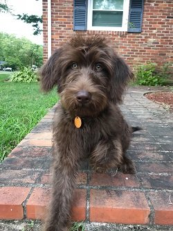 F1 F2 F3 Labradoodle - Easy Guide To All Generations