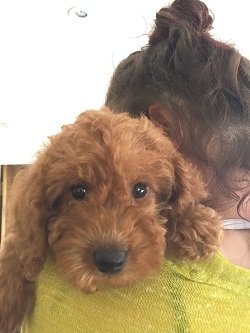 F1 F2 F3 Labradoodle - Easy Guide To All Generations