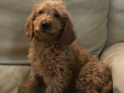 F1 F2 F3 Labradoodle - Easy Guide To All Generations