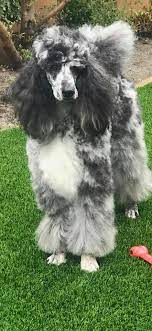 Merle Poodle - Comprehensive Information - Jolly Doggy