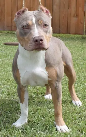 Tri Color PitBull - All You Need To Know